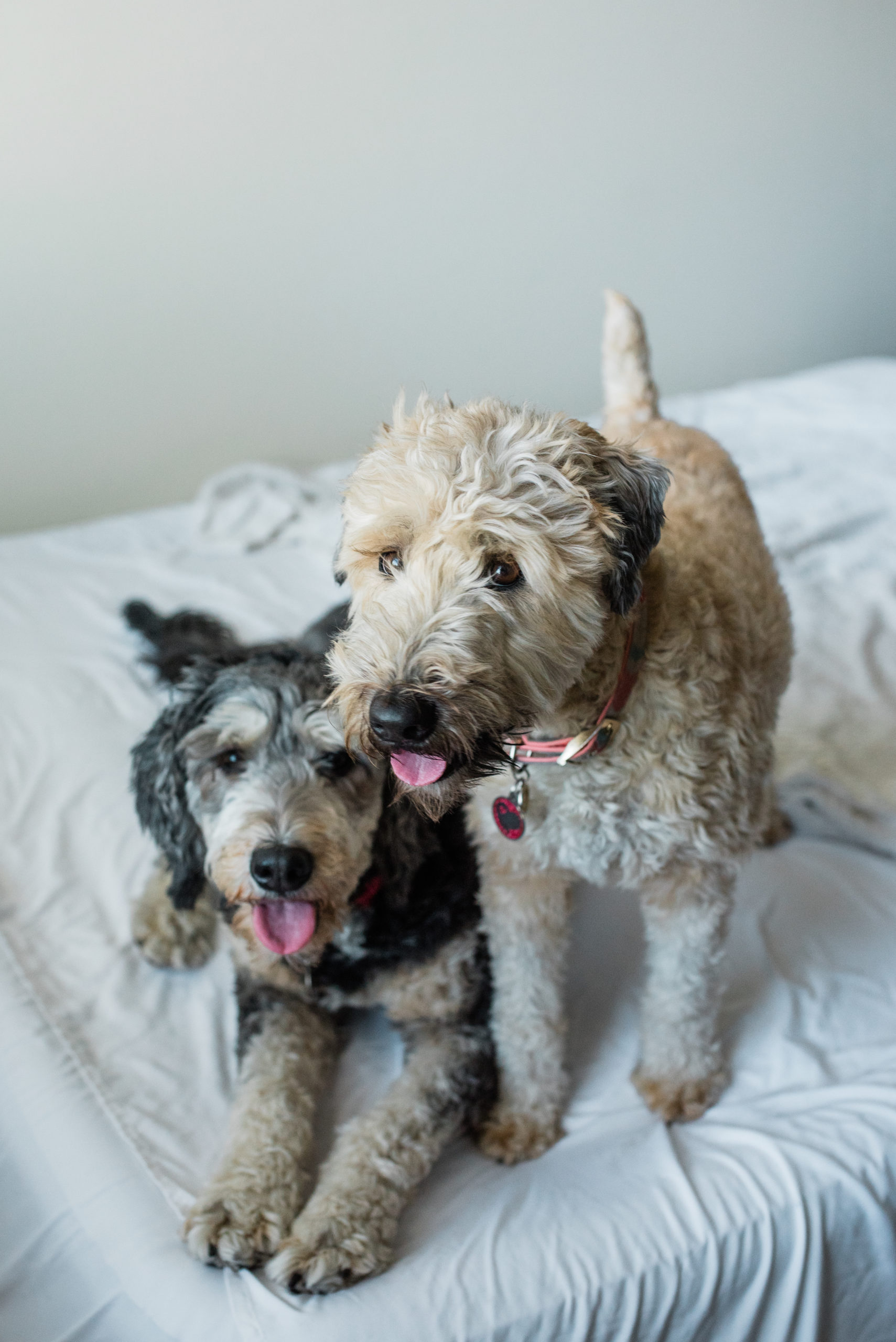 5 Tips for Including Your Pet in Your Engagement Photos! - daniraedunn.com