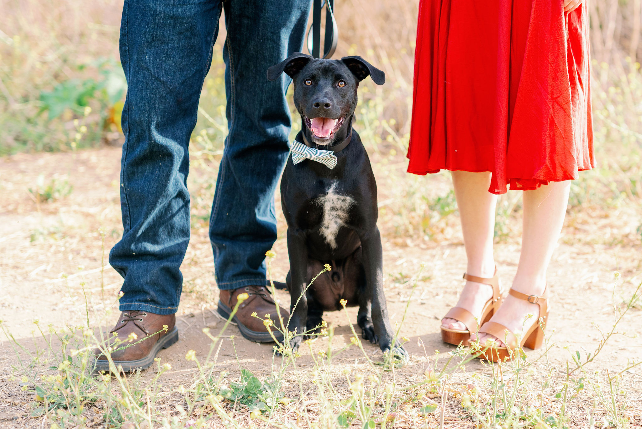 5 Tips for Including Your Pet in Your Engagement Photos! - daniraedunn.com
